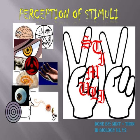E2 perception of stimuli | PPTX
