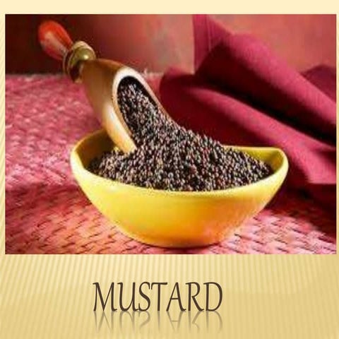 Mustard | PPT