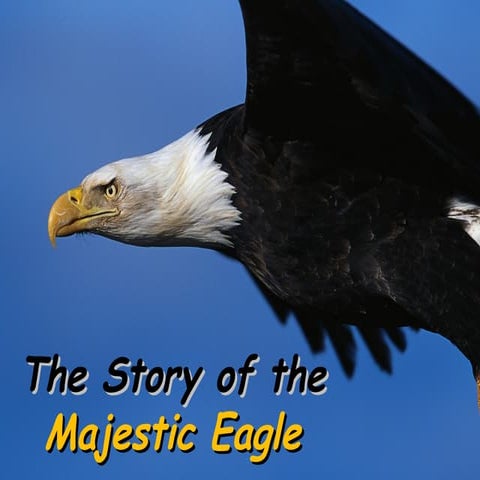 Eagle rebirth | PPT