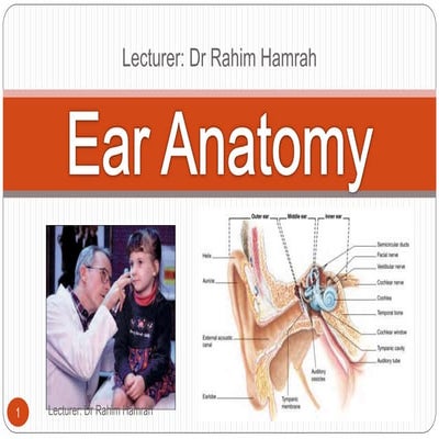 Ear | PPTX | Ear, Nose and Throat Conditions | Diseases and Conditions
