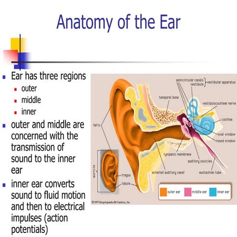 Ear.pdf