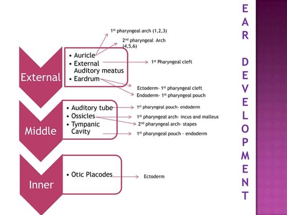HIS 120 Embryology of the Inner Ear | PPT