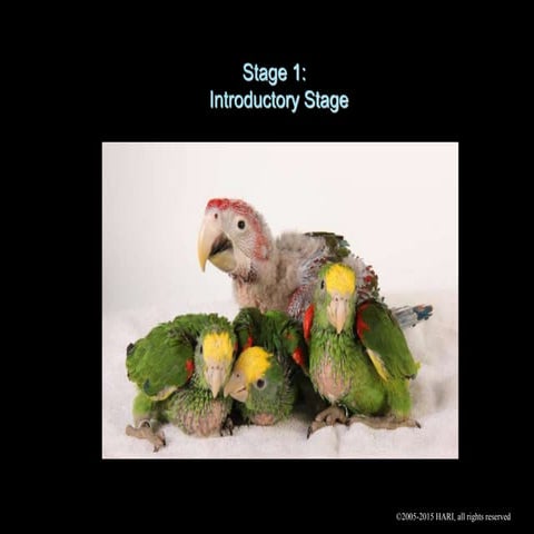 Early Parrot Education - Stage 1 - Introductory | PPTX