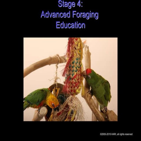 Early Parrot Education - Stage 4 - Advanced foraging education | PPT