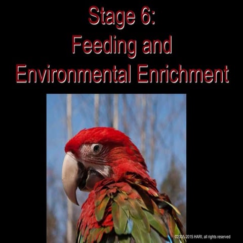 Early Parrot Education - Stage 4 - Advanced foraging education | PPTX