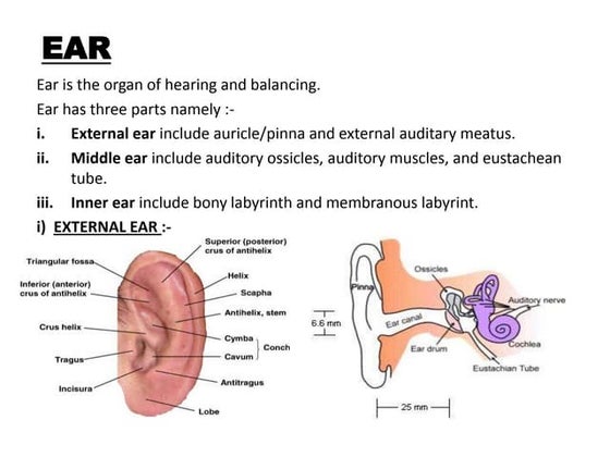 Anatomy and physiology of ENT | PPT