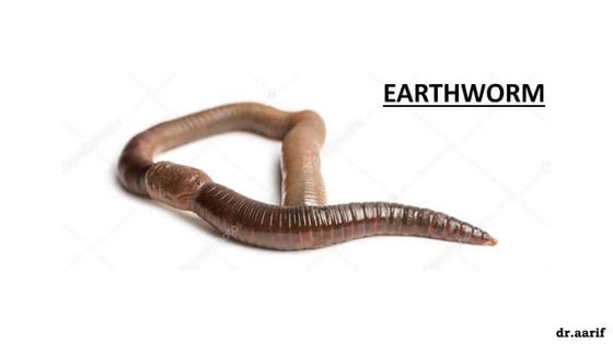 Excretory system of earthworm , Three types of nephridia, structure of ...