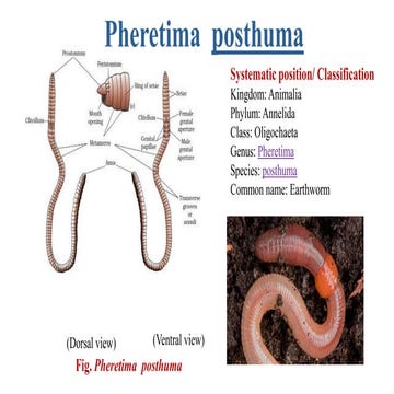 Detail study of Earthworm for class 11 NEB B | PPTX