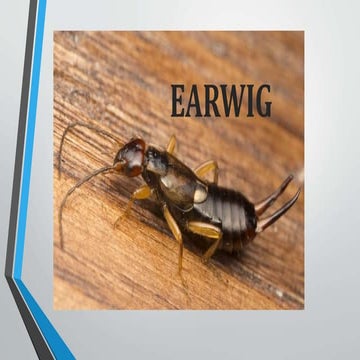 Earwig | PPT