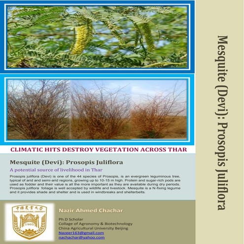 Devi (Prosopis Juliflora) | PDF