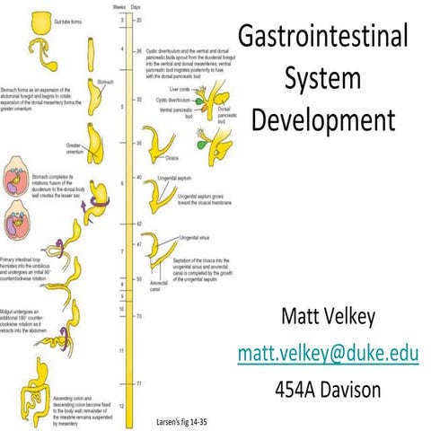 Embryology of Digestive system | PPT