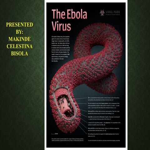 The Ebola Virus - Powerpoint Presentation | PPTX