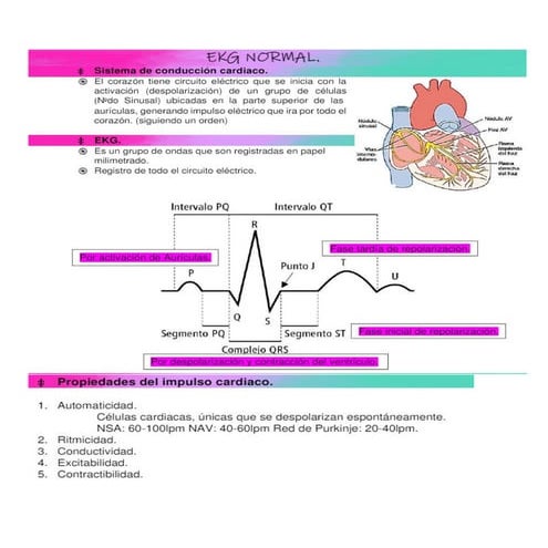 Electrocardiograma Normal 1,900+ Normal Ecg Stock Photos, Pictures