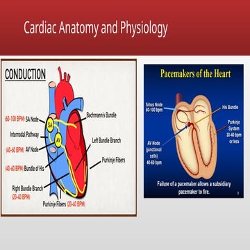 ECG basics an introduction to rhythm recognition | PPTX