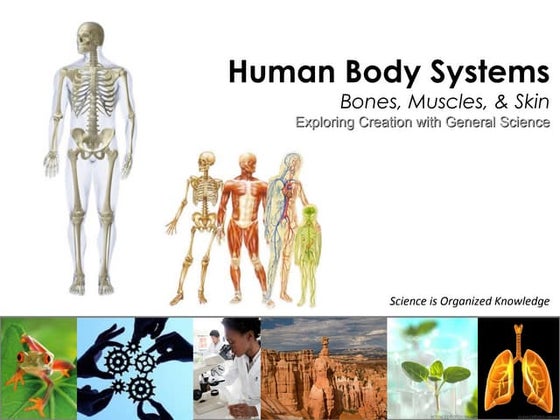 Human Body Systems PPT | PPT