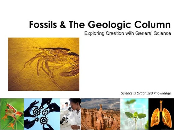 Evidence of evolution | PPTX | Geology | Science