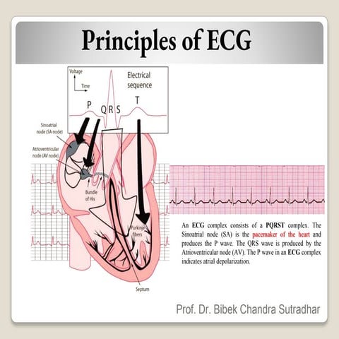 ECG (Veterinary).pptx