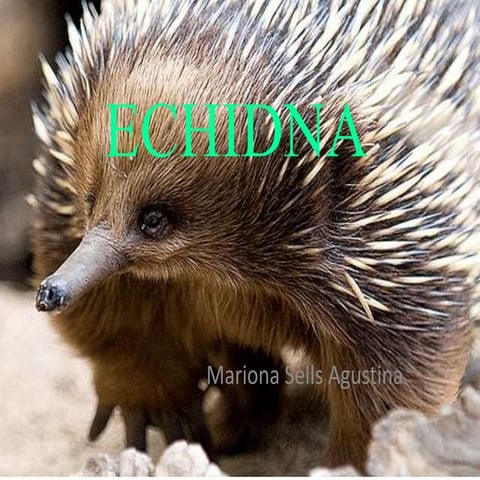 Echidna | PPTX