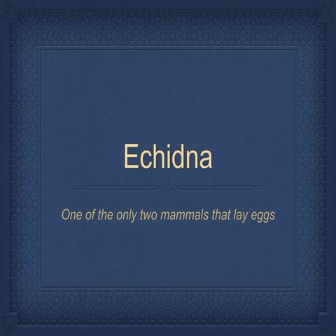Echidna | PPTX