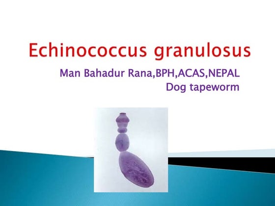 Echinococcus granulosus | PPTX | Infectious Diseases | Diseases and Conditions