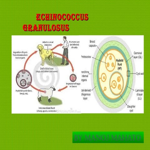 Echinococcus Granulosus Life Cycle Challenges And Prospective Of