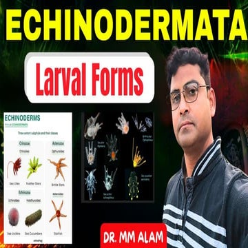 Larval forms of echinoderms | PDF