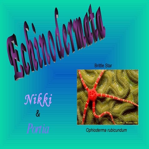 Echinodermata | PPT