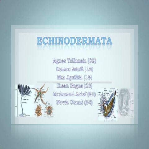 Echinodermata | PPTX
