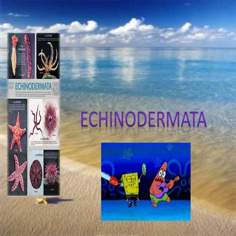 Echinodermata | PPT