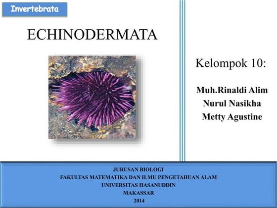 Echinodermata | PPT
