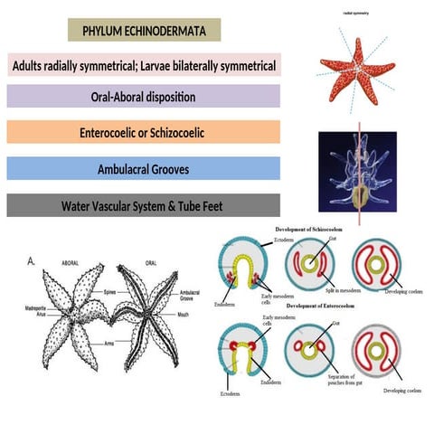 Echinodermata_New types and clasification.ppt