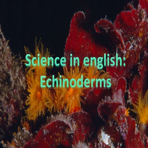 echinodeata and it's significant in geology | PPTX