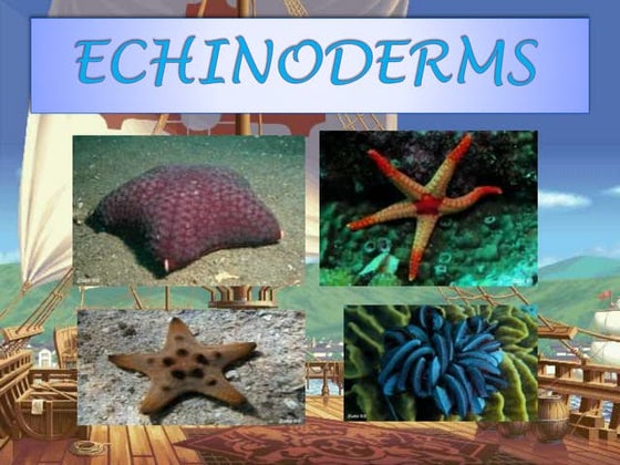 Echinodermata presentation | PDF
