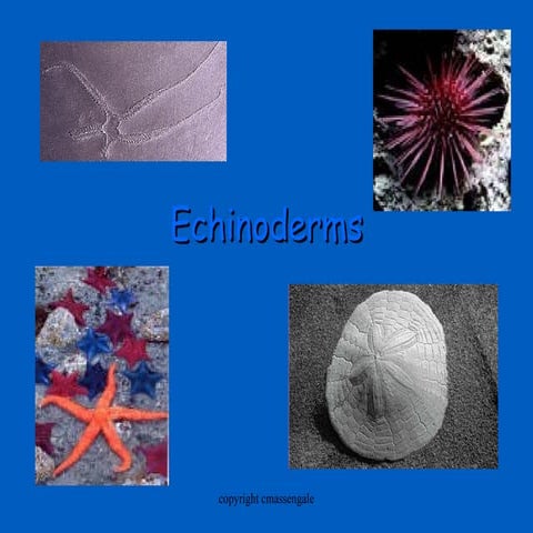 Larval forms of echinoderms | PDF