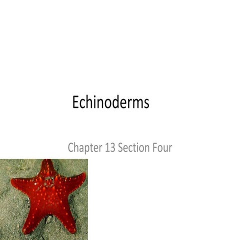 Echinoderms | PPT