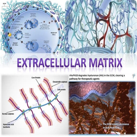 the extracellular matrix (ECM | PDF