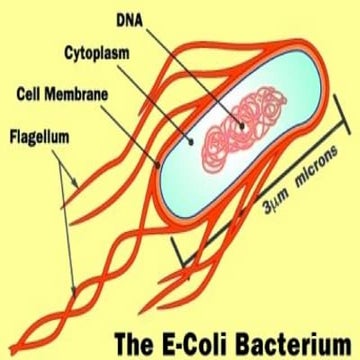 E Coli | PDF