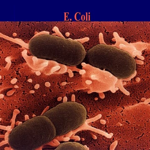 Ecoli | PPT