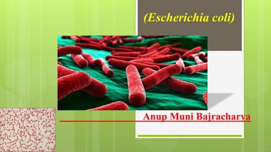 E. coli | PPT