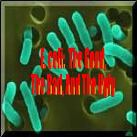 Ecoli lesson | PPT
