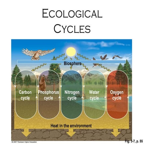 Ecological cycles | PPT