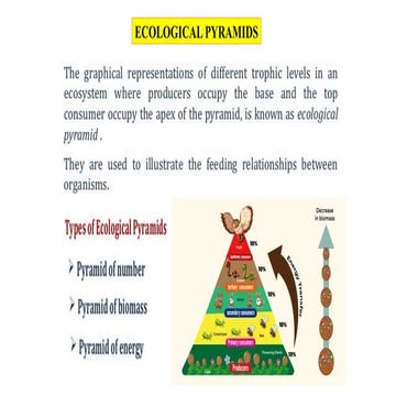 ECOLOGICAL PYRAMIDS from Environmental Science | PPTX