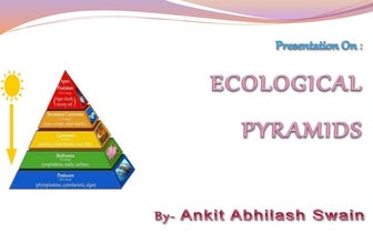 Ecological Pyramid