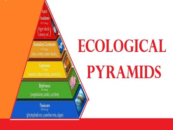 Ecological pyramids ppt | PPTX | Biological Sciences | Science