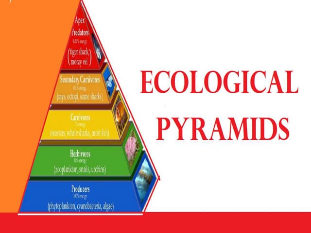 Energy pyramid lesson | PPT