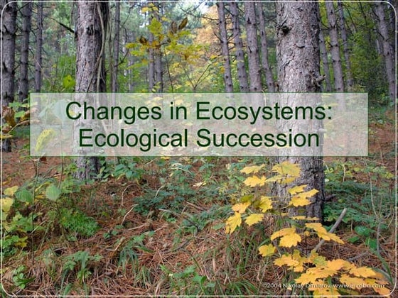 Ecological succession | PDF | Landscaping | Home & Garden