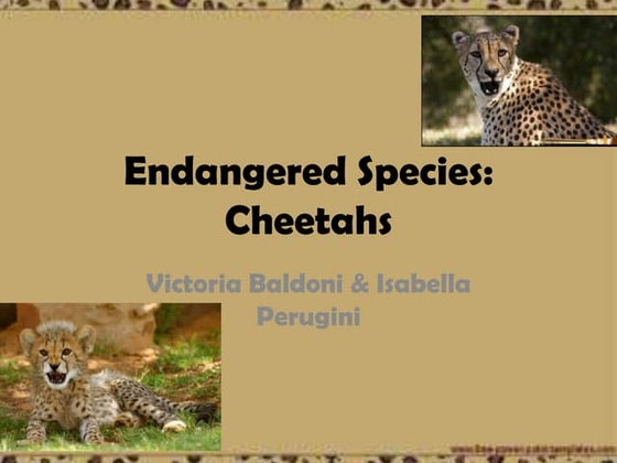 Cheetah | PPT