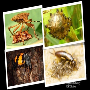 Parent offspring conflicts and sibling rivalry in insects | PPTX