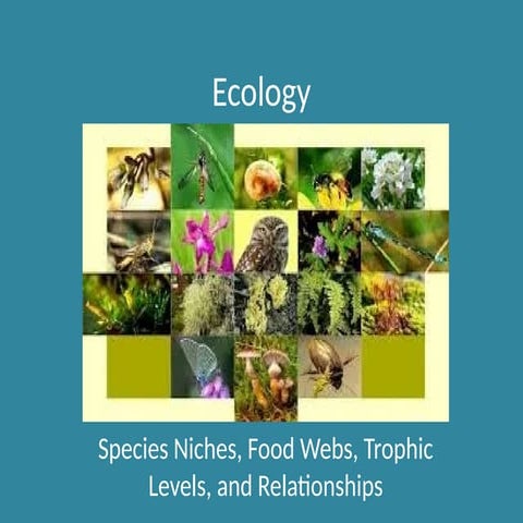 Ecology food webs, food chains, food pyramids.pptx