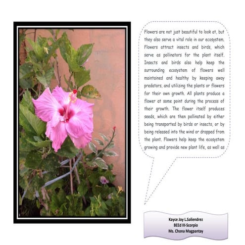 Ecology project | PDF | Birdwatching | Hobbies & Interests